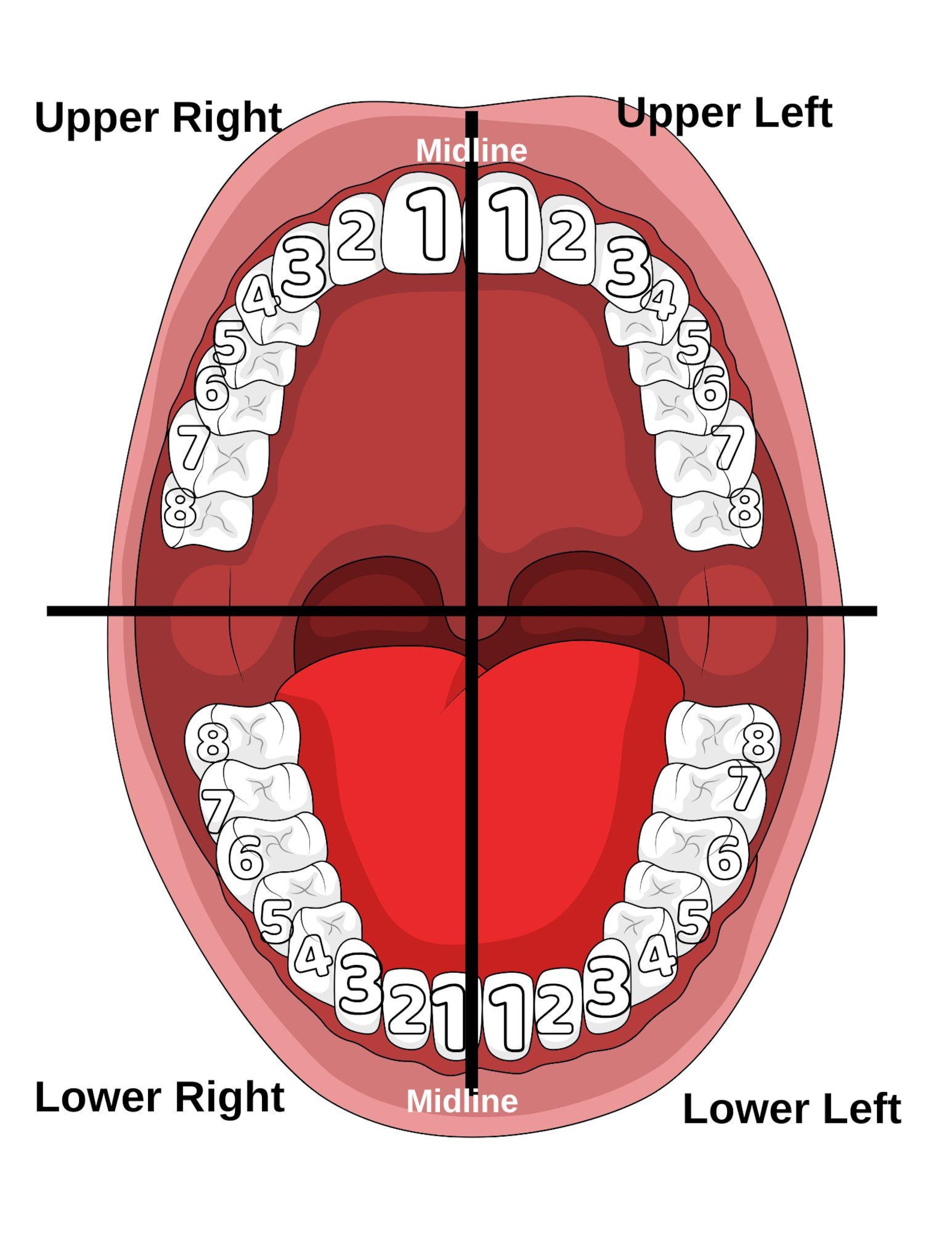 Orthodontic Teeth Number and Chart & Flashcards/dental Study Guide ...