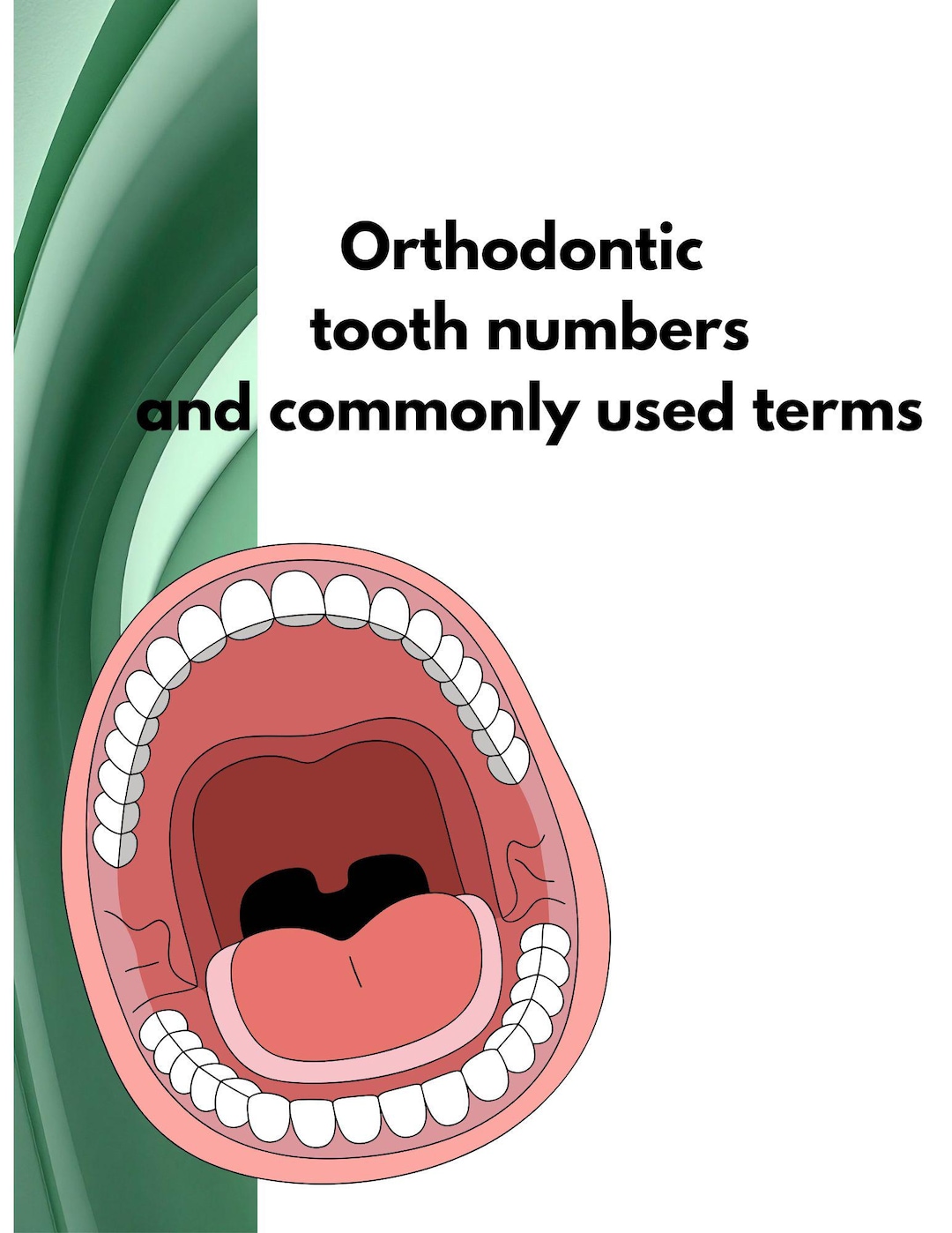 Orthodontic Teeth Number and Chart & Flashcards/dental Study Guide ...
