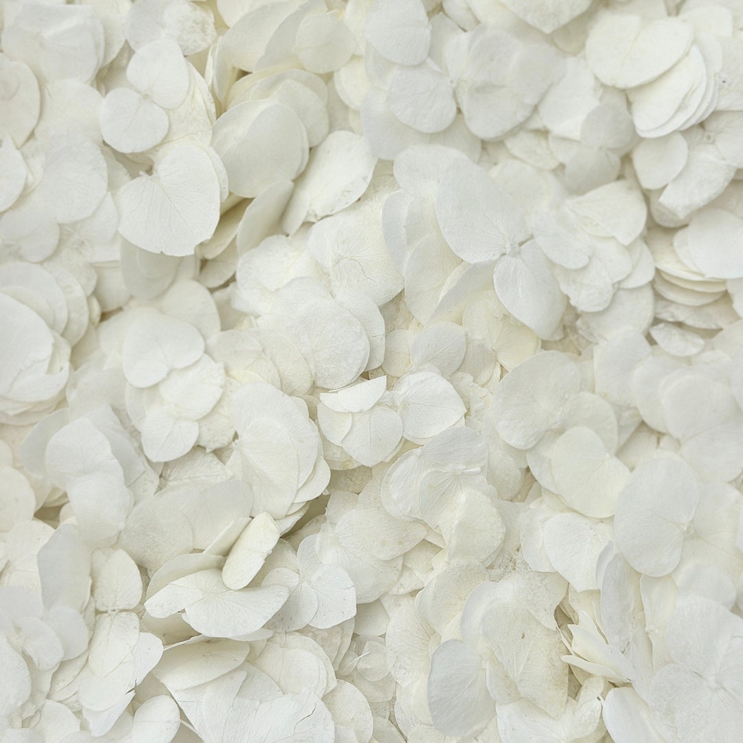 White Wedding Confetti Pure White Biodegradable Confetti Dried Wedding ...