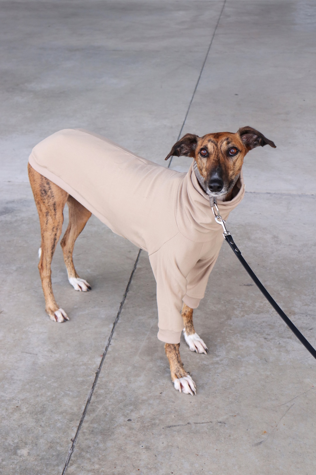 Sweater With Sleeves with Rib Cuffing for Greyhound, Whippet, Galgo ...