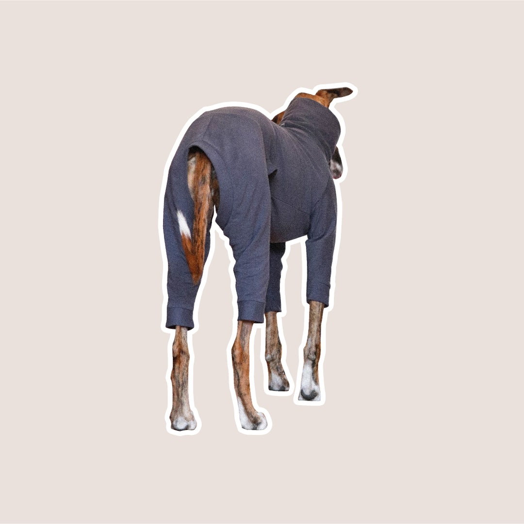 Onesie for Greyhound, Whippet, Galgo, Saluki, Lurcher, Italian ...