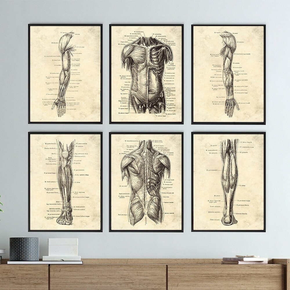 Human Body Anatomy Artwork Medical Wall Pictures Skeleton Organ Muscle ...