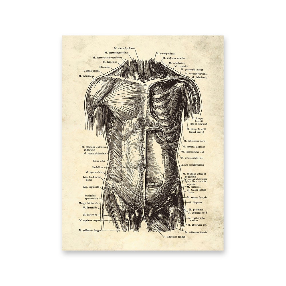 Human Body Anatomy Artwork Medical Wall Pictures Skeleton Organ Muscle ...