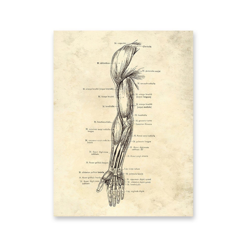 Human Body Anatomy Artwork Medical Wall Pictures Skeleton Organ Muscle ...