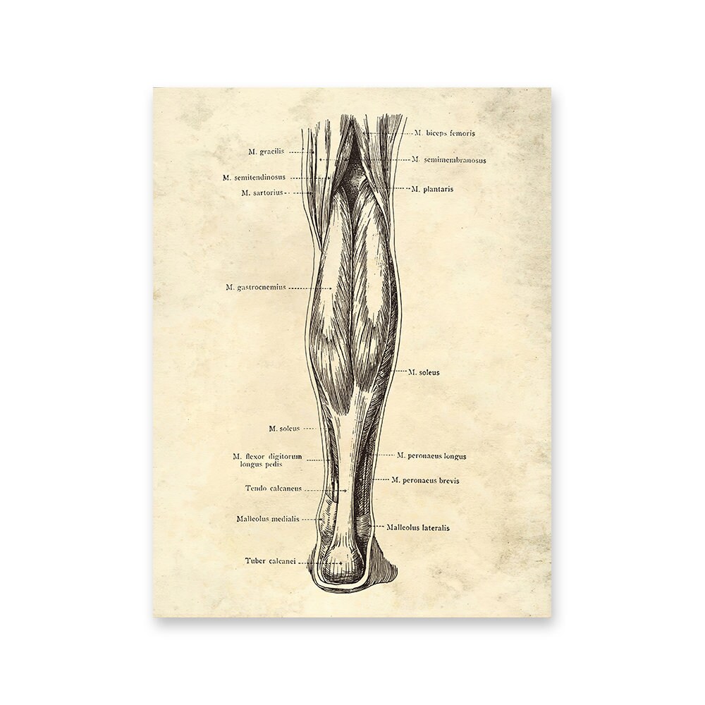 Human Body Anatomy Artwork Medical Wall Pictures Skeleton Organ Muscle ...