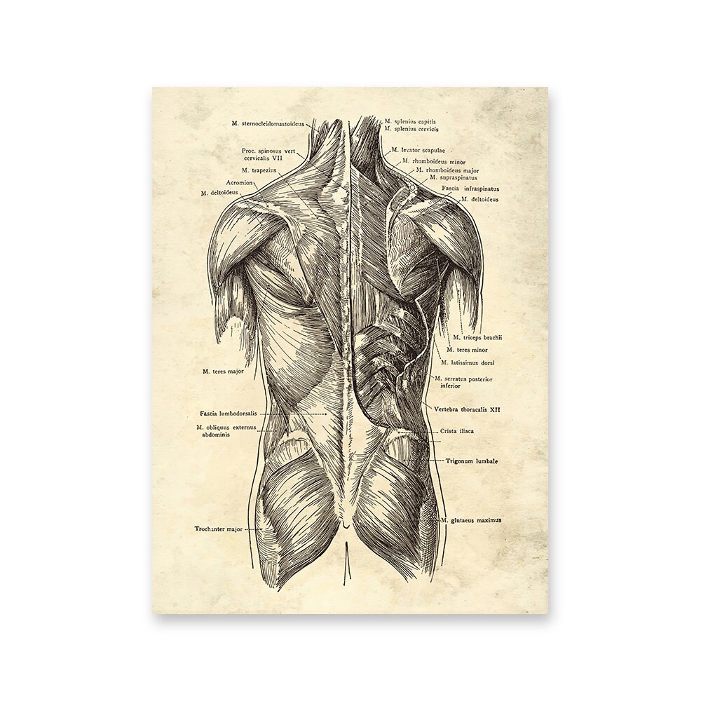 Human Body Anatomy Artwork Medical Wall Pictures Skeleton Organ Muscle ...