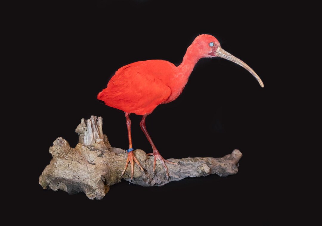 Red Ibis Taxidermy - Etsy