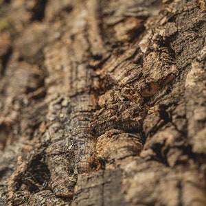 Decorative Wall Cork Bark VIRGIN 915 X 610 X 25 Mm - Etsy