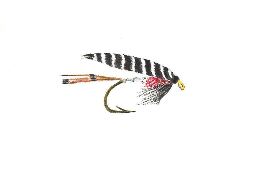 Classic Salmon Fly Pattern - Peter Ross Original Watercolor - Etsy