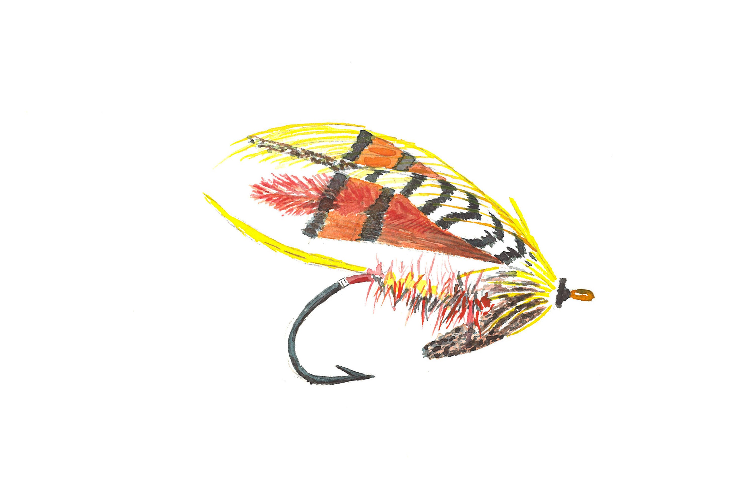 Classic Salmon Fly Pattern the Major Original Watercolor - Etsy