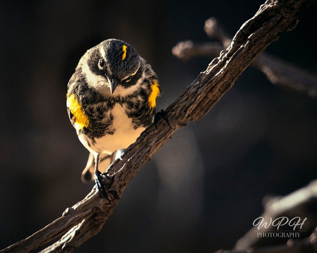 Yellow Rump Warbler | Bird Photography | Northern Minnesota | Ready to ...