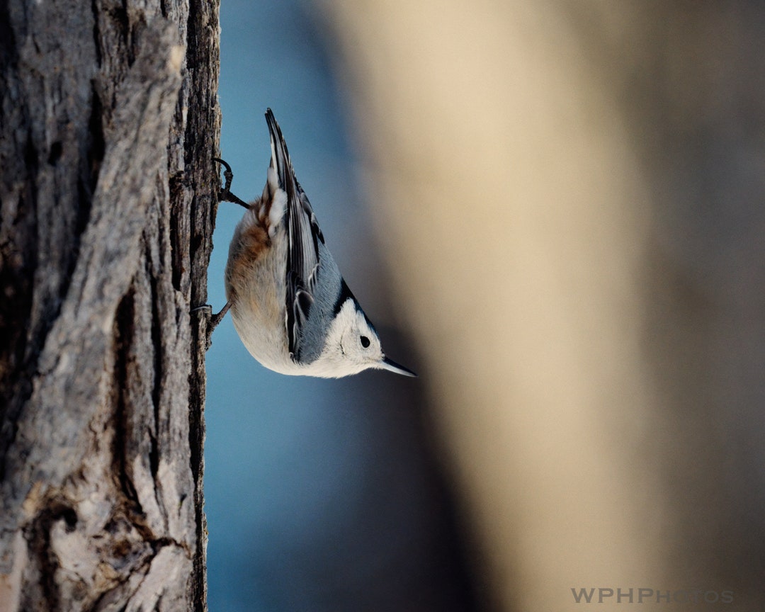 Nuthatch Bird Photo Print | Bird in Flight Photography | Ready to Frame ...