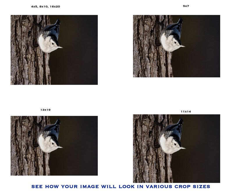 White Breasted Nuthatch | Bird Photography | Northern Minnesota | Ready ...