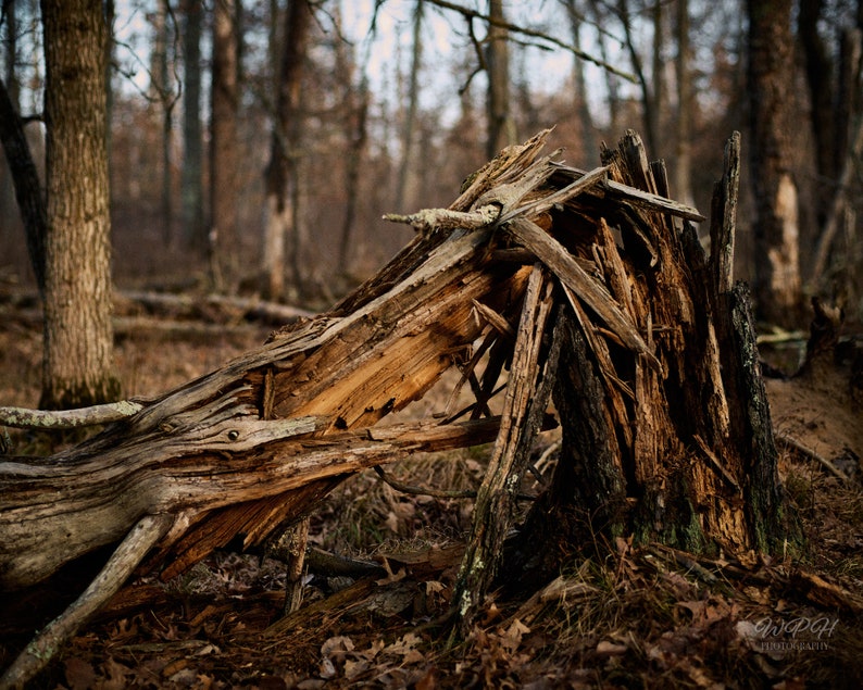 Broken Tree Trunk Woodland Photo - Pine Forest Woodlands - Oak Tree ...