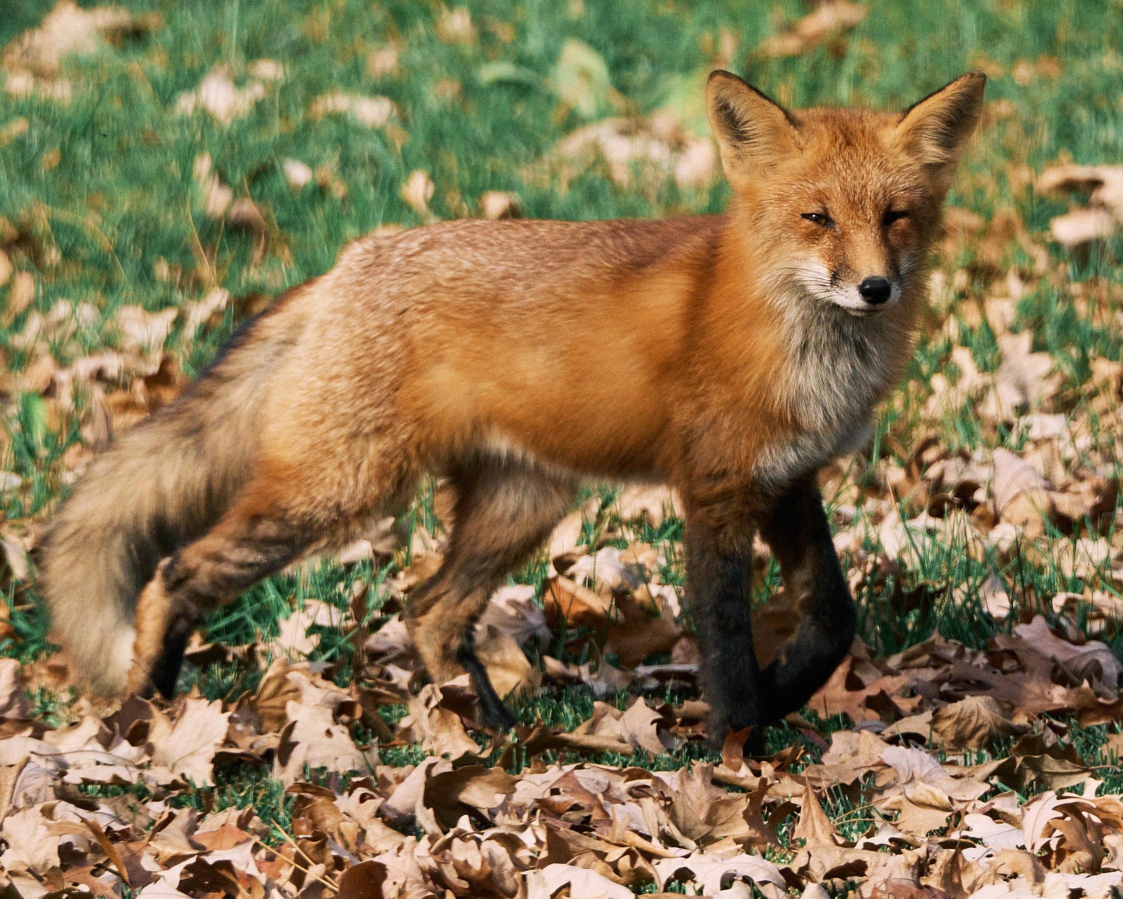 Red Fox Photo Print - Minnesota Nature Wildlife Photo - Fox Hunting - Etsy