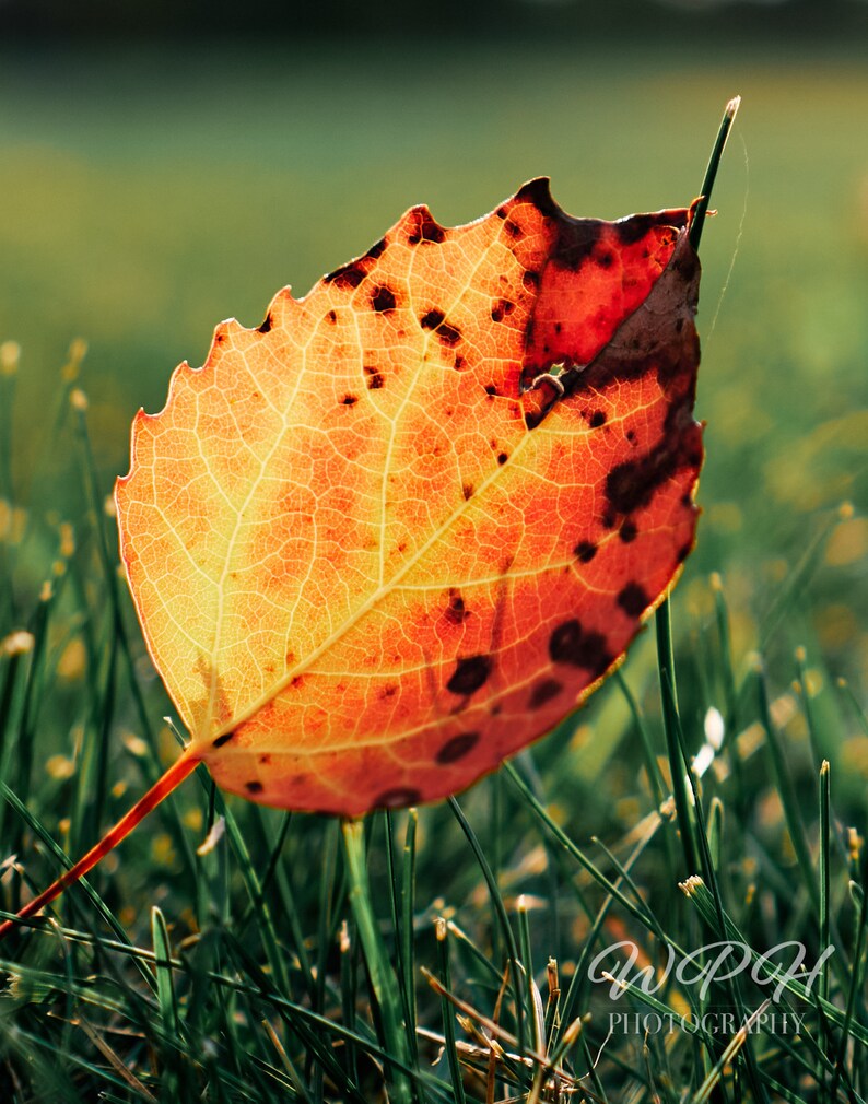Glowing Leaf - Fall Autumn Photos - Minnesota Woodland Photography - Etsy