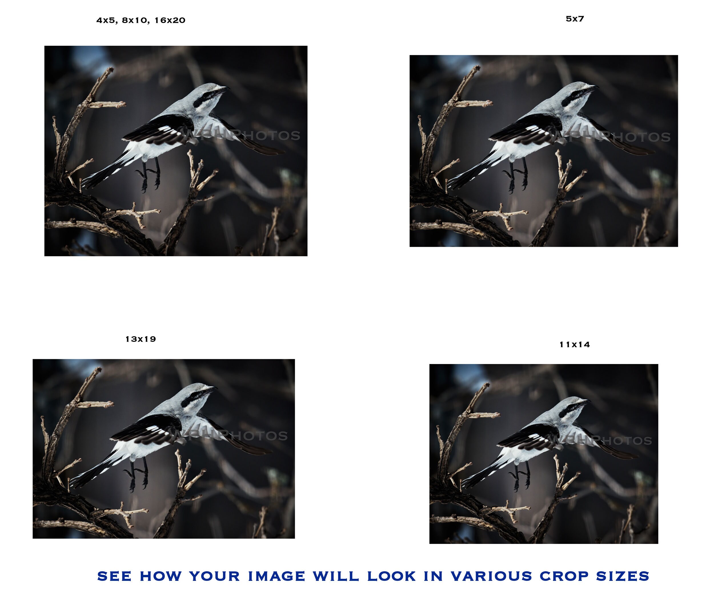 Northern Shrike Takes Flight Winter Bird Photography - Etsy