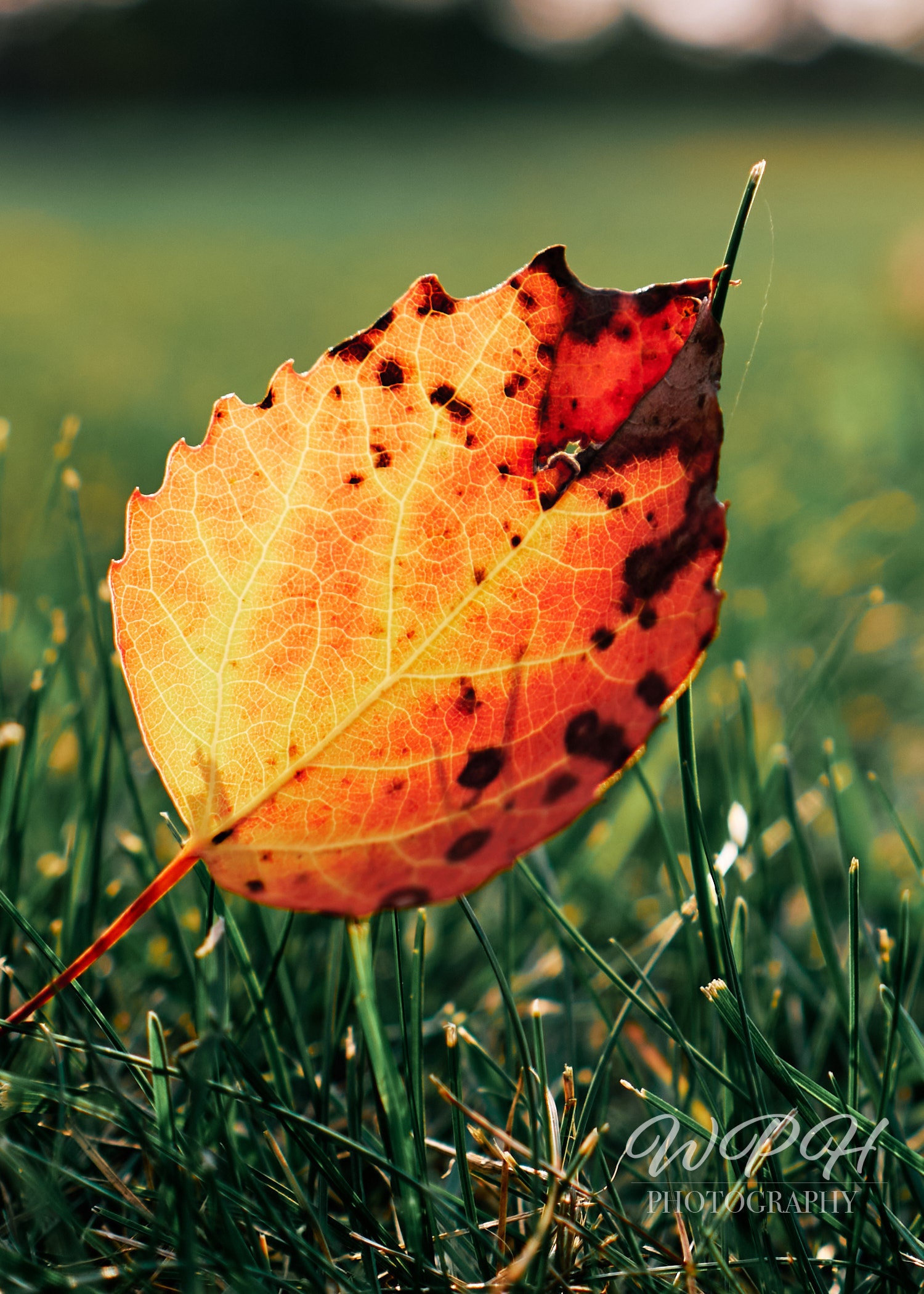 Glowing Leaf - Fall Autumn Photos - Minnesota Woodland Photography - Etsy