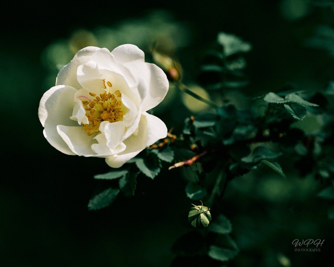 Wild White Rose in Full Bloom | Flower Photo Print - Minnesota Woodland ...