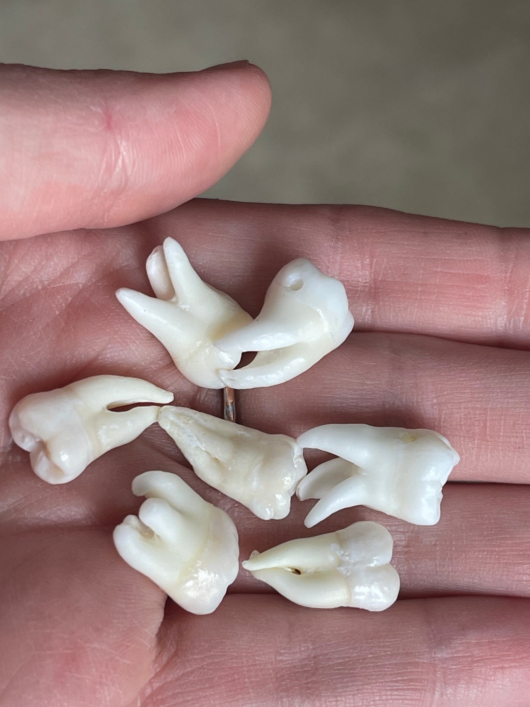7 Human Teeth With Holes for Crafting - Etsy