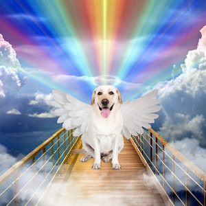 Rainbow Bridge Digital Backdrop Pet Memorial Digital Background Wings ...