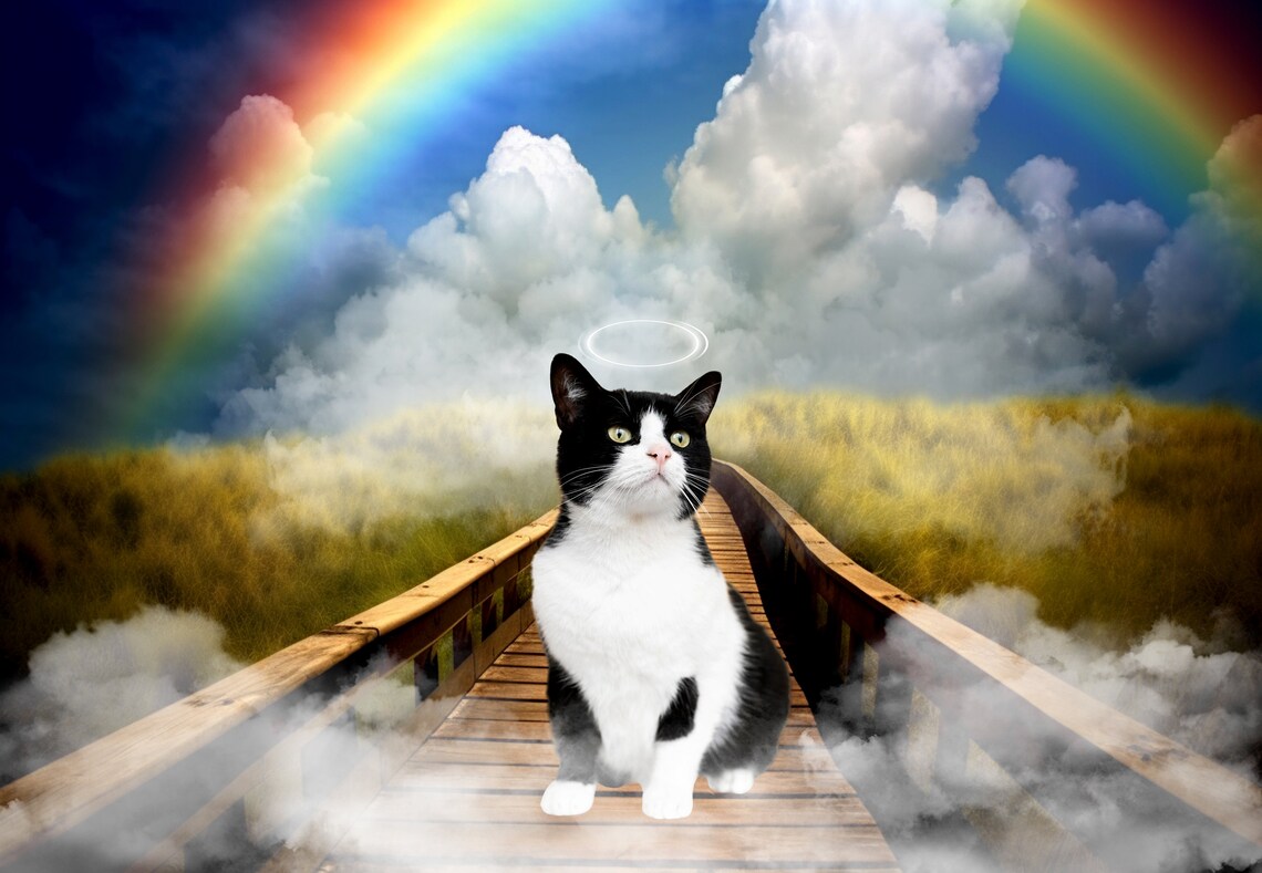 Rainbow Bridge Digital Backdrop Pet Memorial Digital Background Wings ...