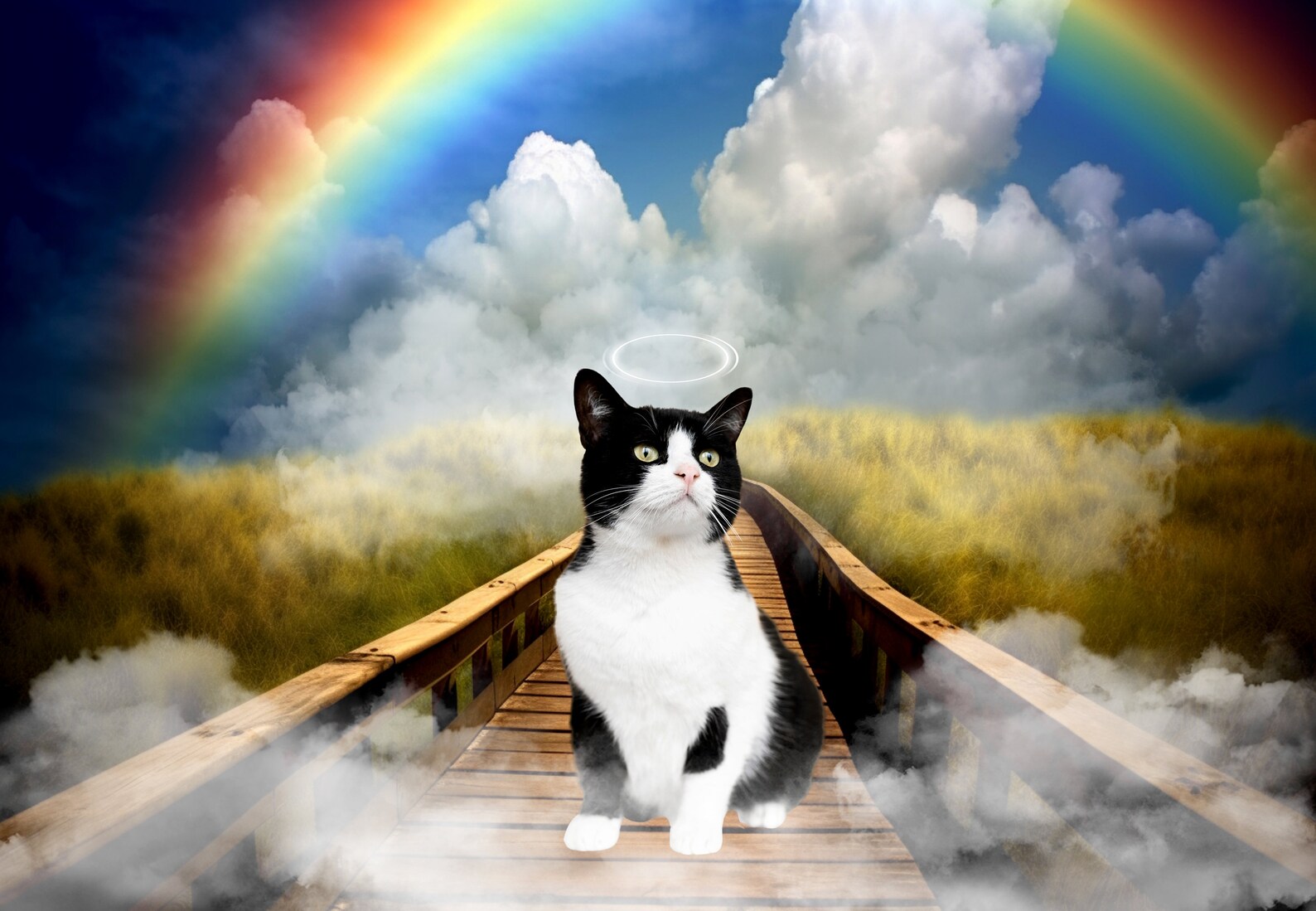 Rainbow Bridge Digital Backdrop Pet Memorial Digital Background Wings ...