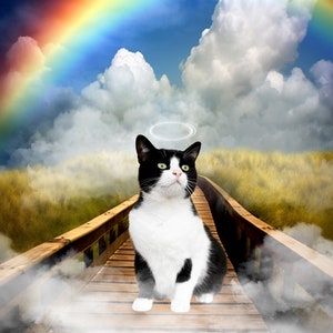 Rainbow Bridge Digital Backdrop Pet Memorial Digital Background Wings ...