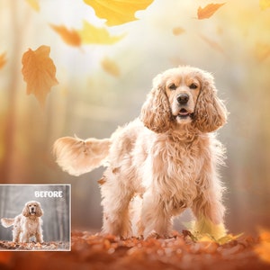 Autumn Overlays for Photoshop Digital Backdrop Autumn Leaves Overlay ...