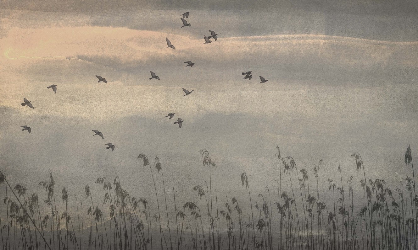 Wild Birds Above the Lake Wallpaper Beige Lake Grass Peel - Etsy