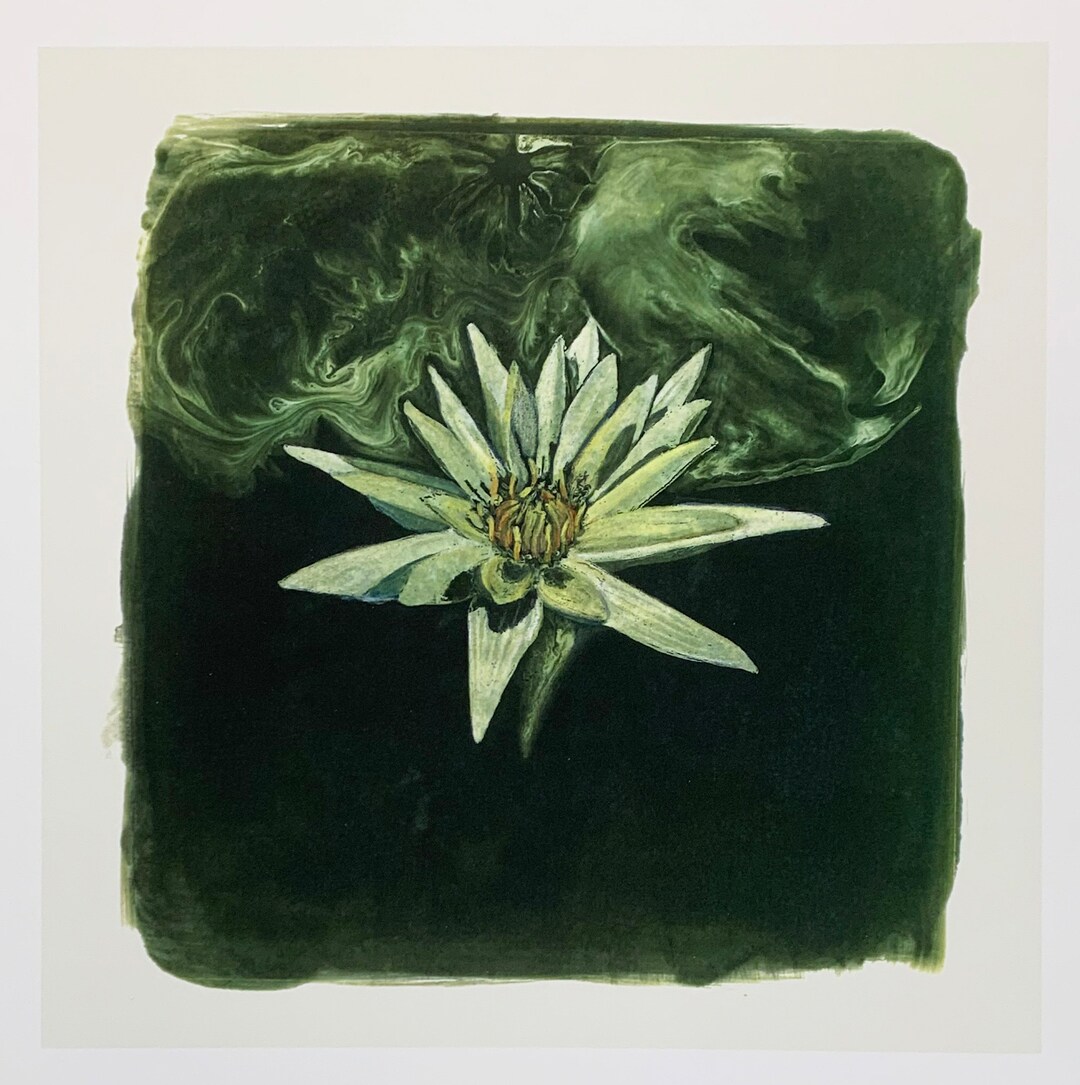 Water Lily Limited Edition Archival Print of Original Artwork by Nora ...