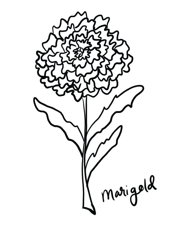 Coloring Pages Of Marigold Flowers