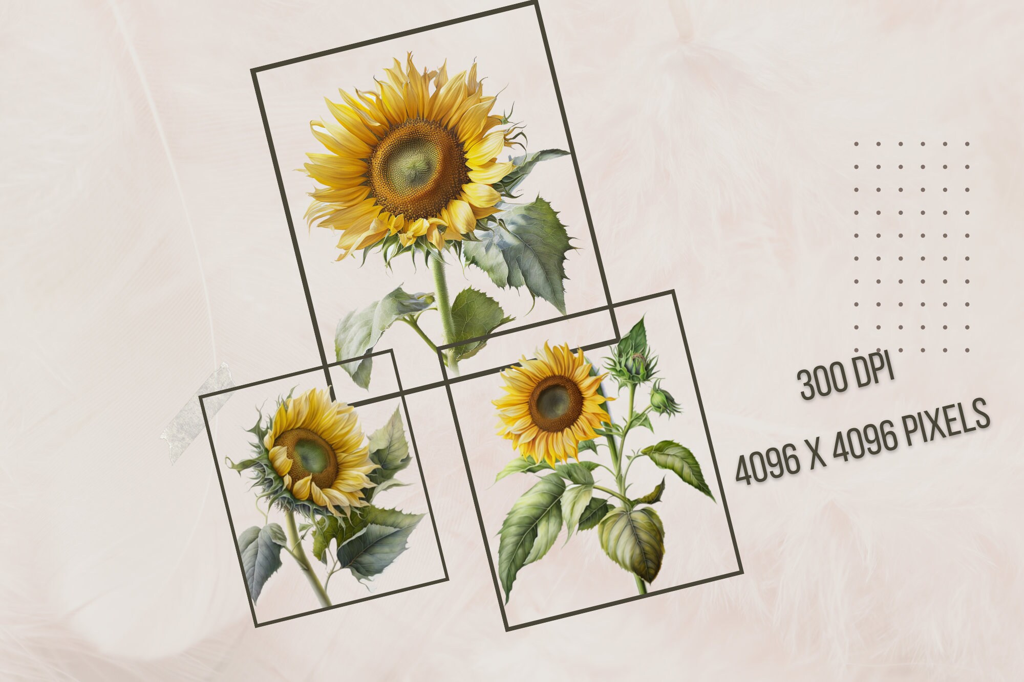 Sunflower Clipart Set PNG Sunflower Wall Art Digital Sunflower, Nursery ...