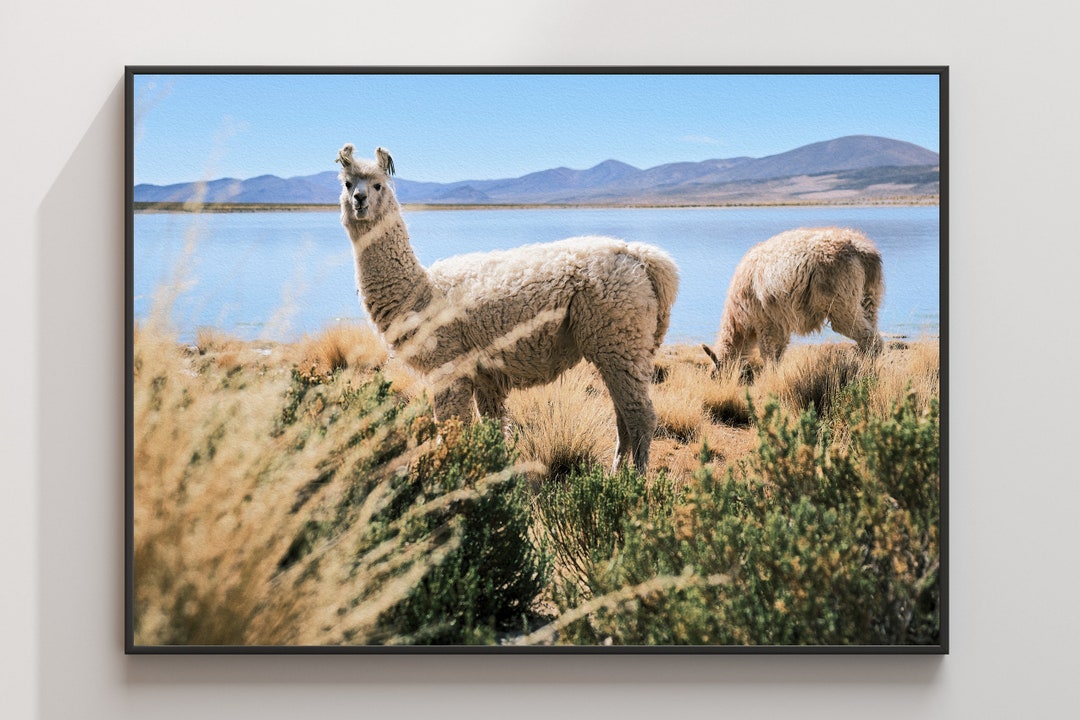 Fine Art Photography, Alpacas | South America Wildlife Photography ...