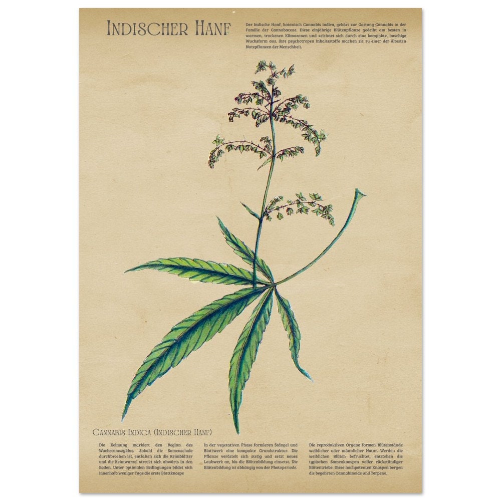 Indian Hemp Biology From Seed to Flower Poster - Etsy