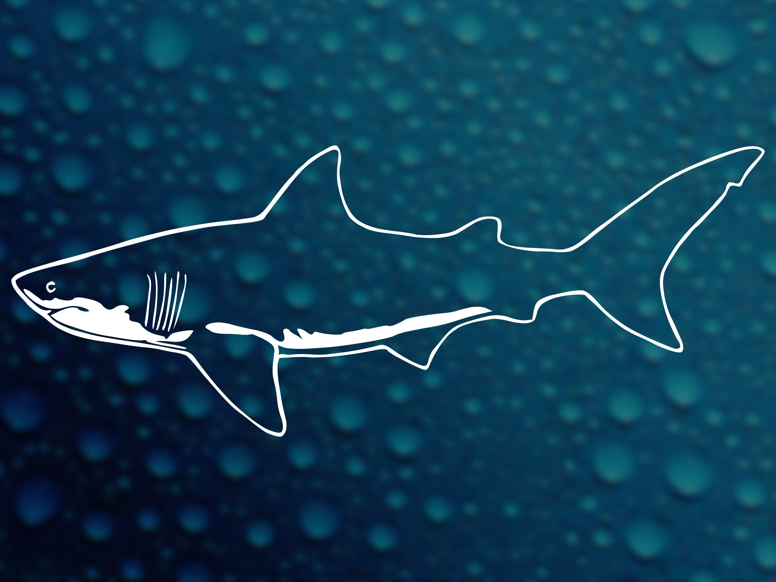 Great White Shark Decal Unique Vinyl Art Sticker for Laptop, Car Window ...