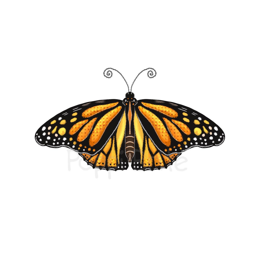 Monarch Butterfly High-quality Hand-drawn Art, Realistic Drawing ...