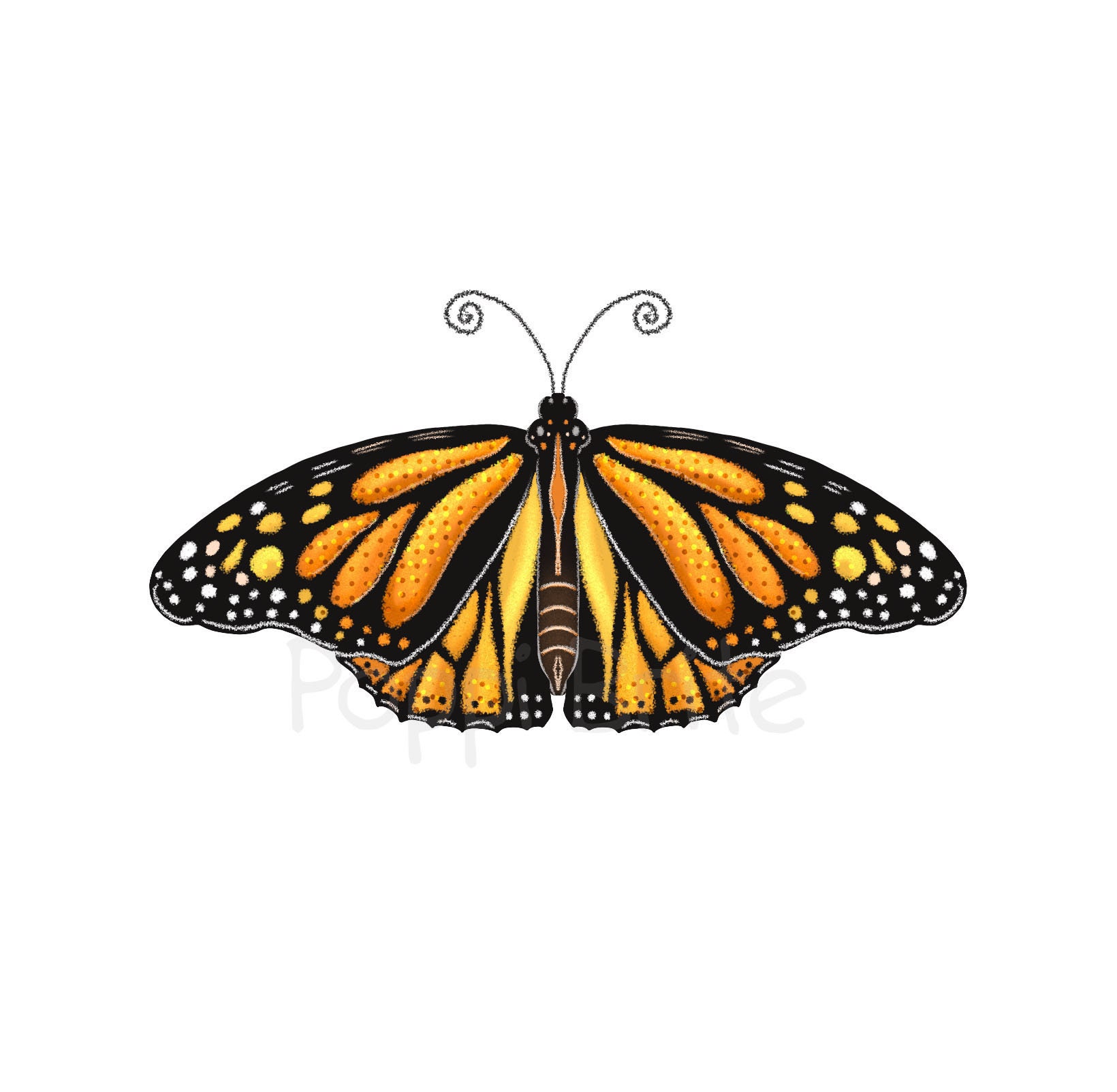Monarch Butterfly High-quality Hand-drawn Art, Realistic Drawing ...