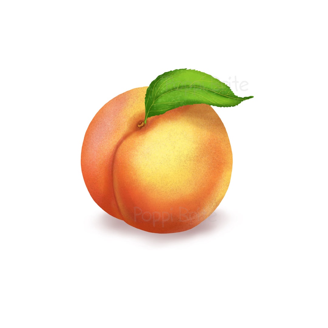 High-quality Realistic Hand-drawn Art, Peach Art, Digital Download, PNG ...