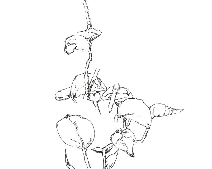 Pothos Ivy Plant Drawing Print - Etsy