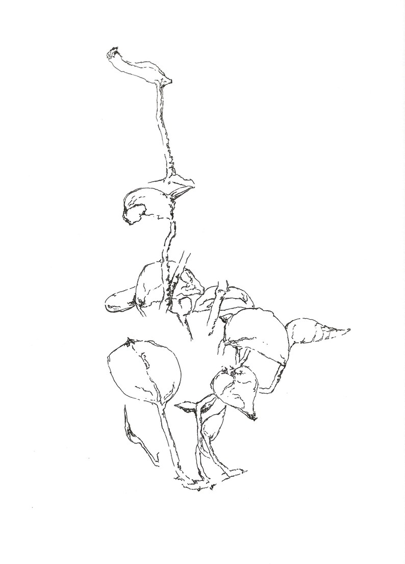 Pothos Ivy Plant Drawing Print - Etsy