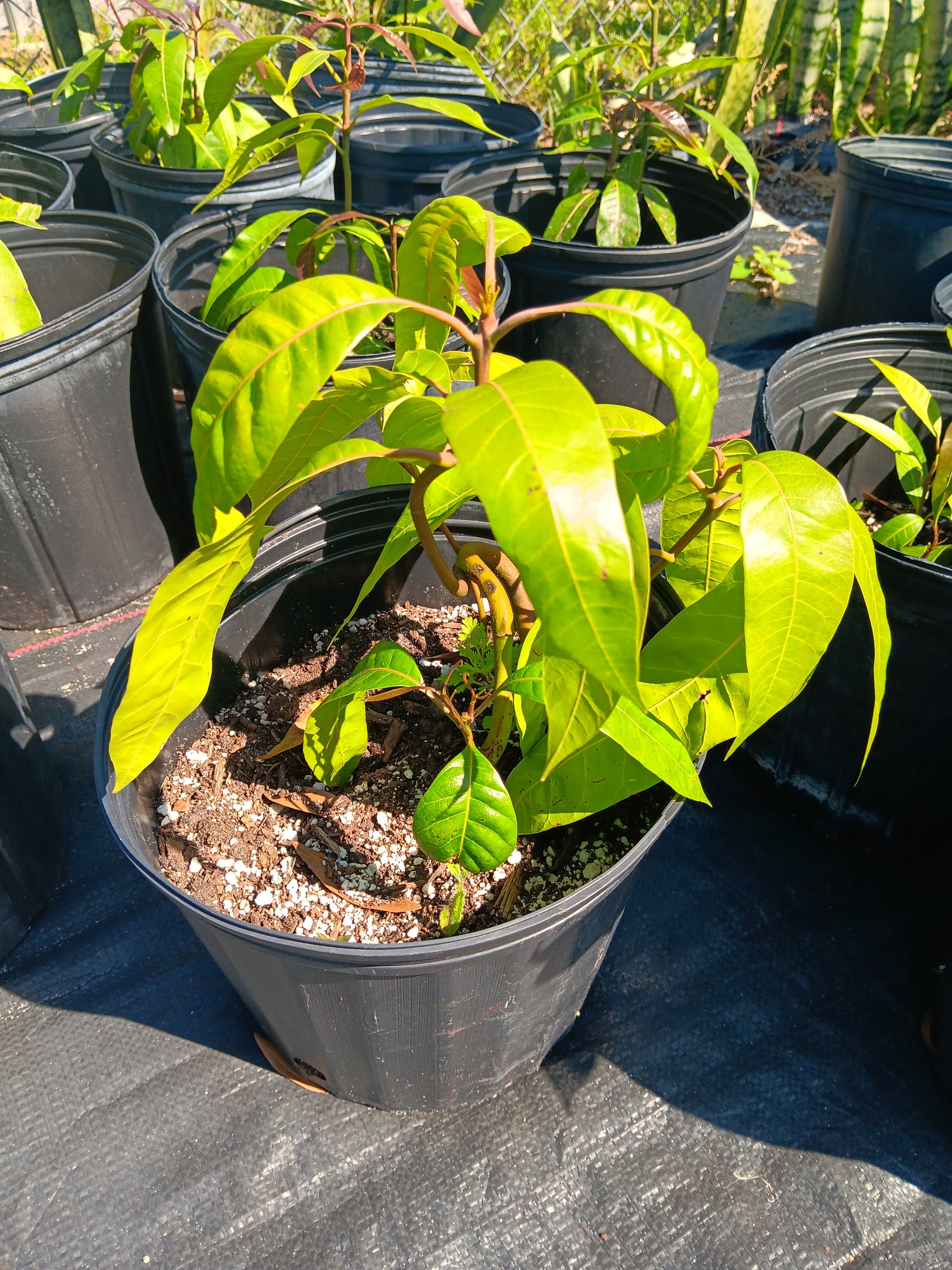 Baby Mango Tree - Etsy