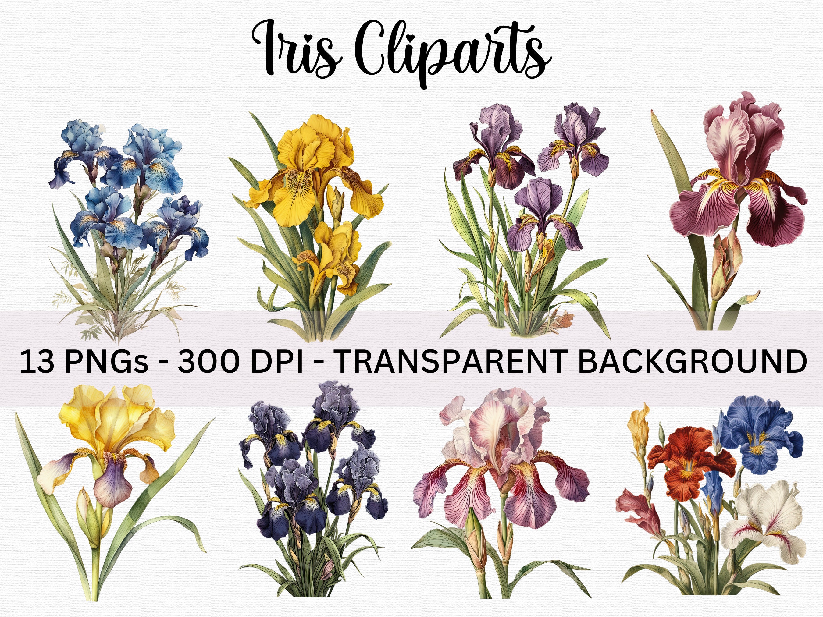 Iris Clipart , PNG Format, Instant Digital Download, Commercial Use - Etsy