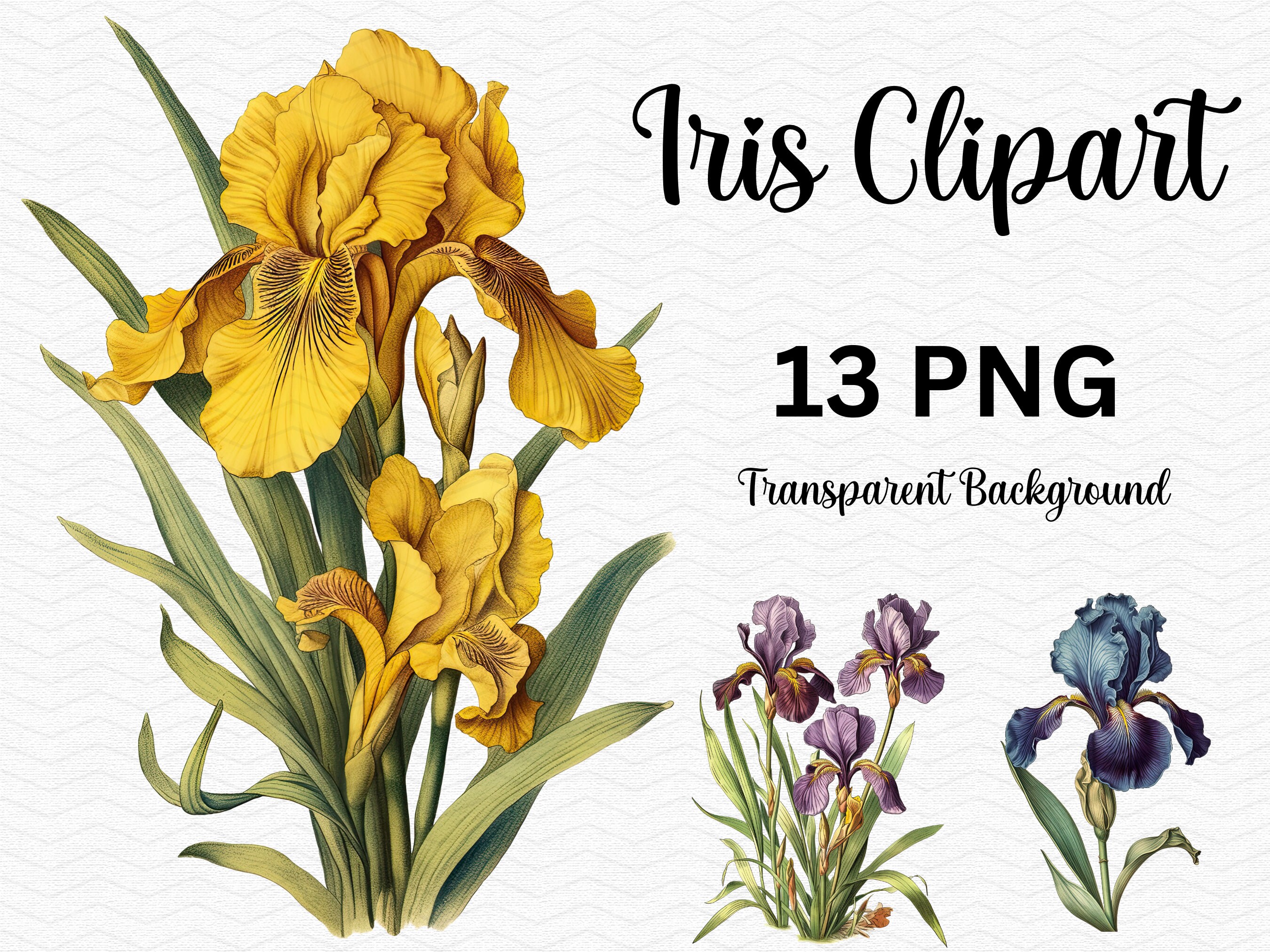 Iris Clipart , PNG Format, Instant Digital Download, Commercial Use - Etsy
