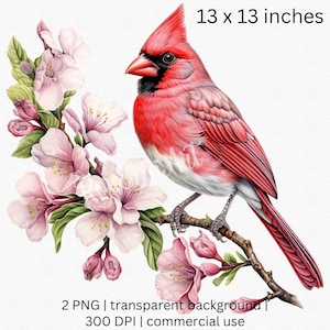Red Cardinal PNG, Floral Bird Spring Clipart, Sublimation Designs, Card ...