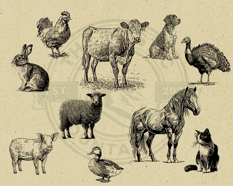 10 Vintage Farm Animals Illustration Bundle High Quality - Etsy