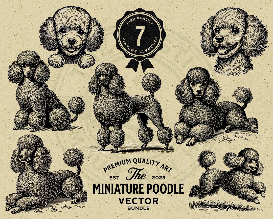 Miniature Poodle Vector Art Illustration Bundle (digital Download) - Etsy