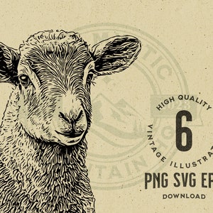 Lamb Sheep Vector Animal Illustration Bundle, Vintage, Cut File, SVG ...