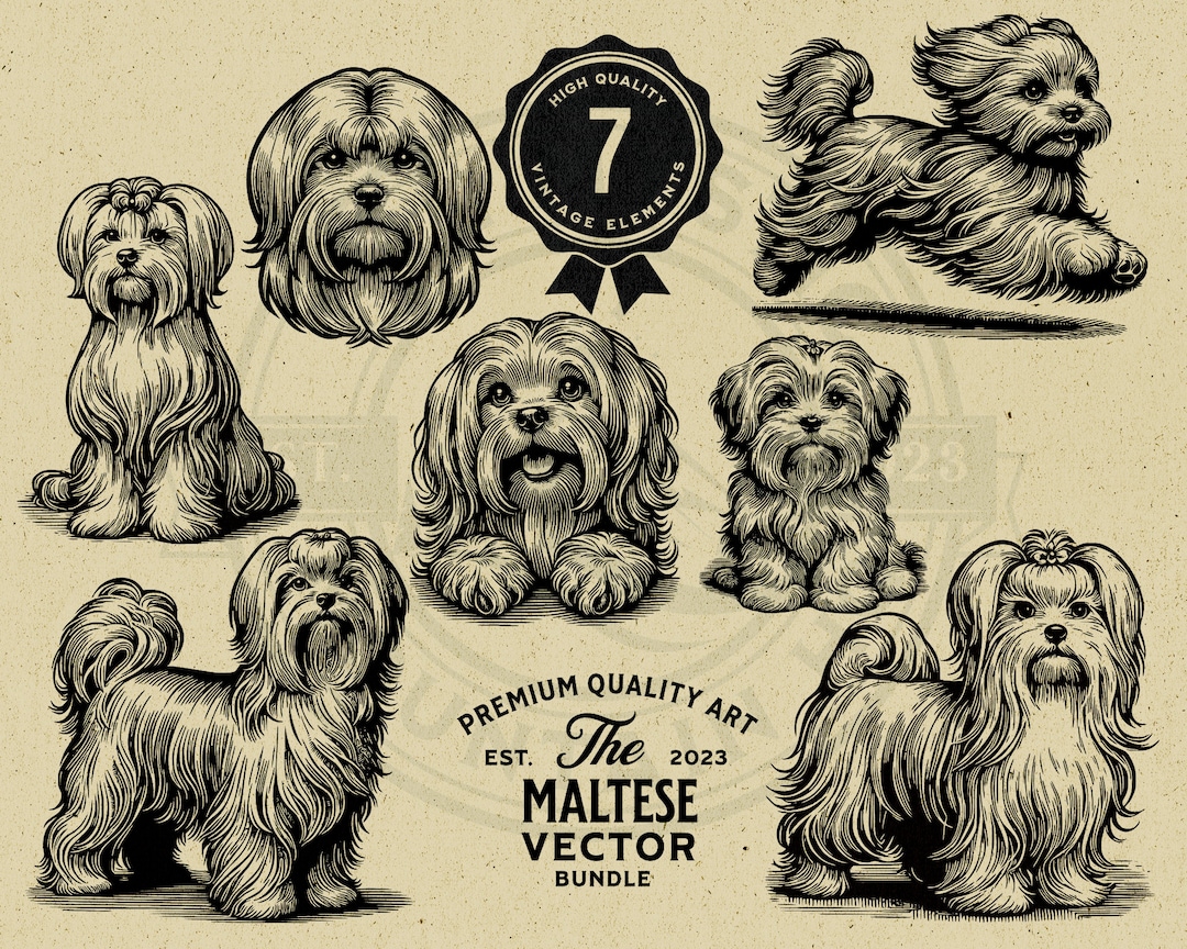 Maltese Dog Vector Art Illustration Bundle (digital Download) - Etsy
