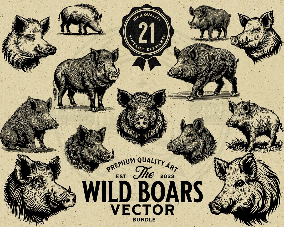 Wild Boar Vintage Vector Illustration Bundle, Instant Download PNG, SVG ...